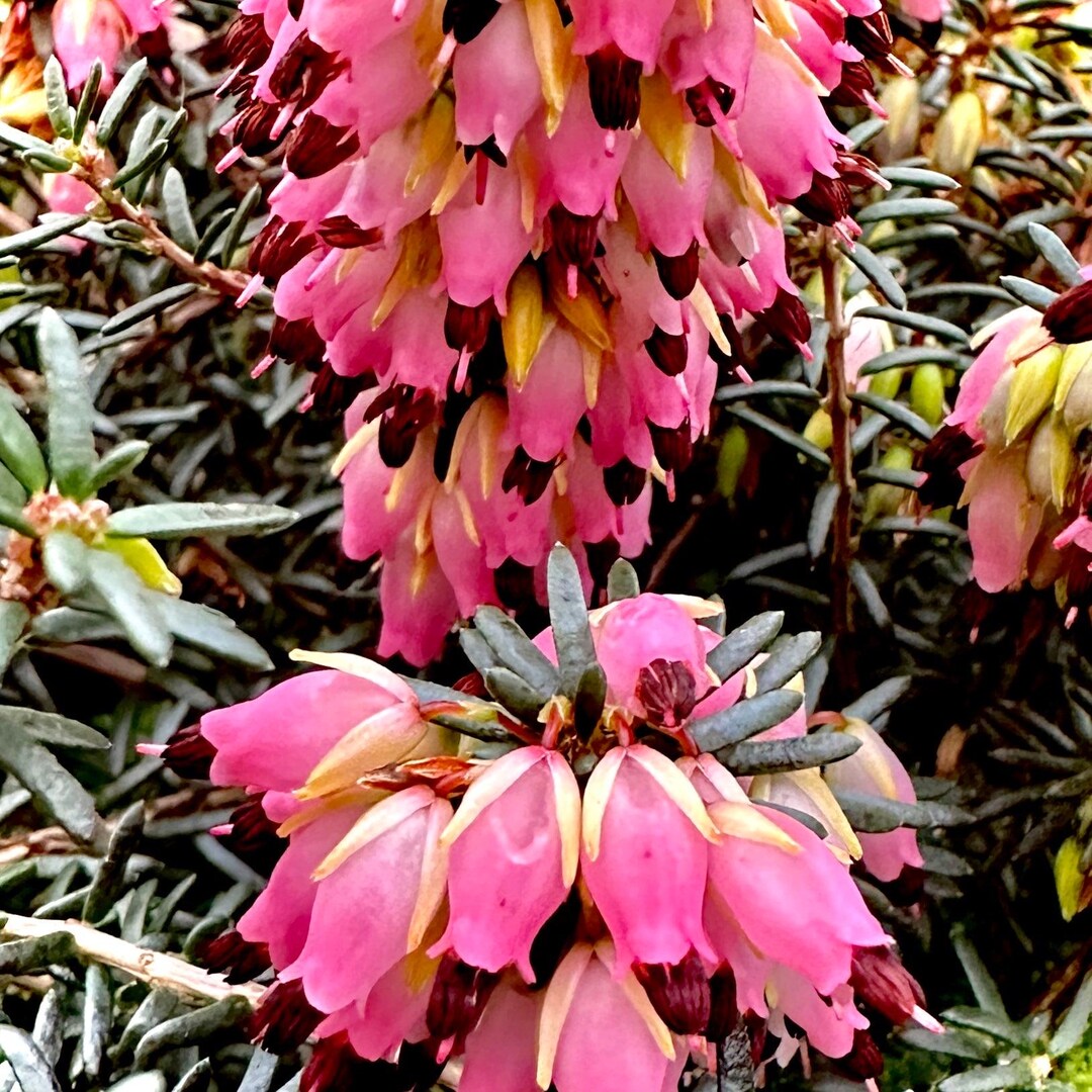Erica X Darleyensis 'pink Harmony' | Winter/spring Blooming Heather ...