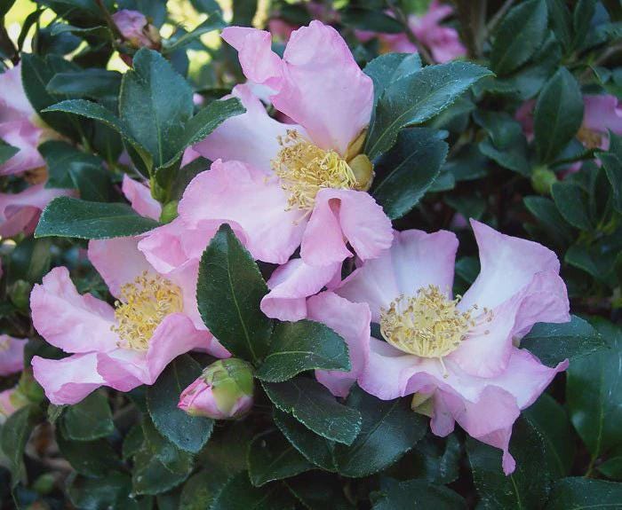 Camellia Sasanqua 'cleopatra' | Winter Blooming Evergreen Shrub, 1 ...