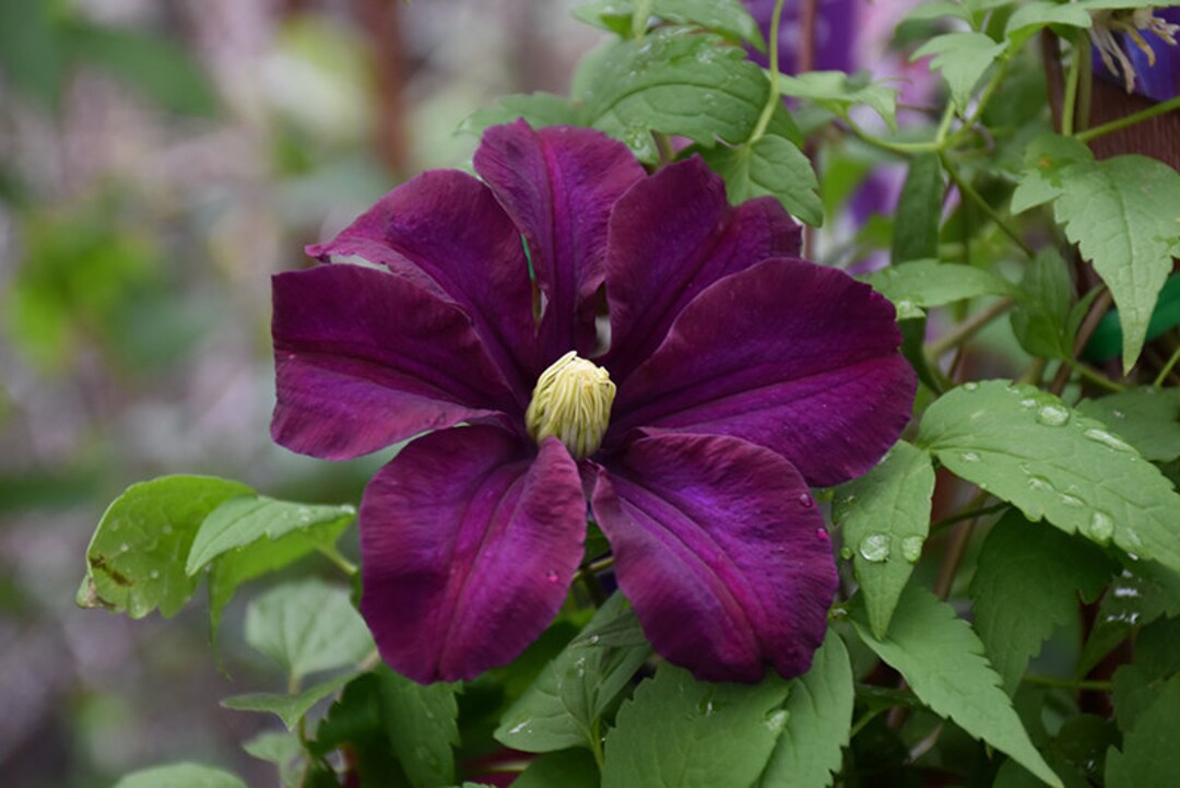 Clematis Warsaw Nike, Dark Purple Red Clematis 1 Gallon Pot, Well ...