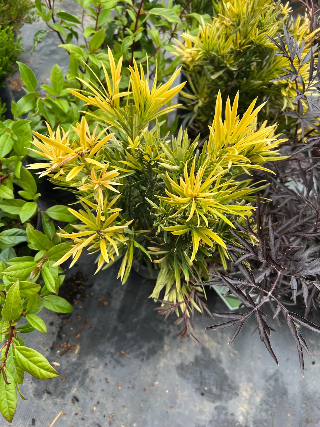 Podocarpus 'roman Candle' | Dwarf Evergreen Shrub | Compact | Columnar ...