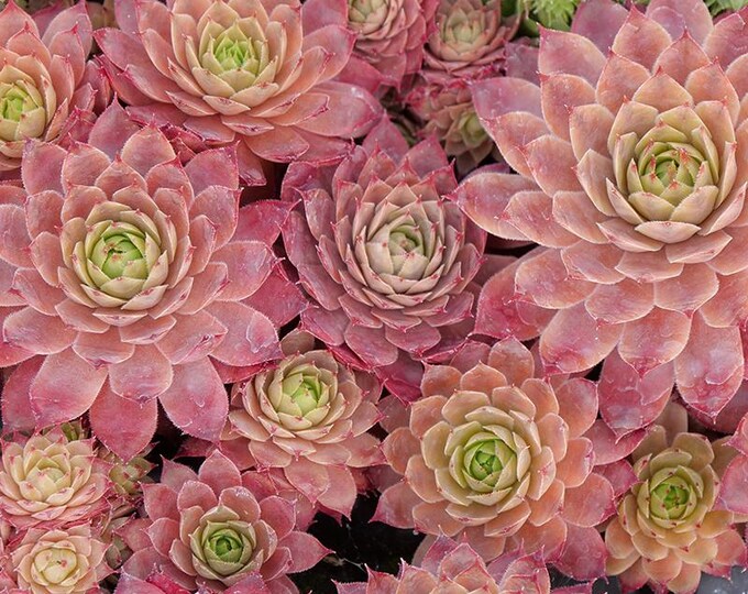 Sempervivum 'peggy' | Pink Hens and Chicks | Evergreen Succulent ...