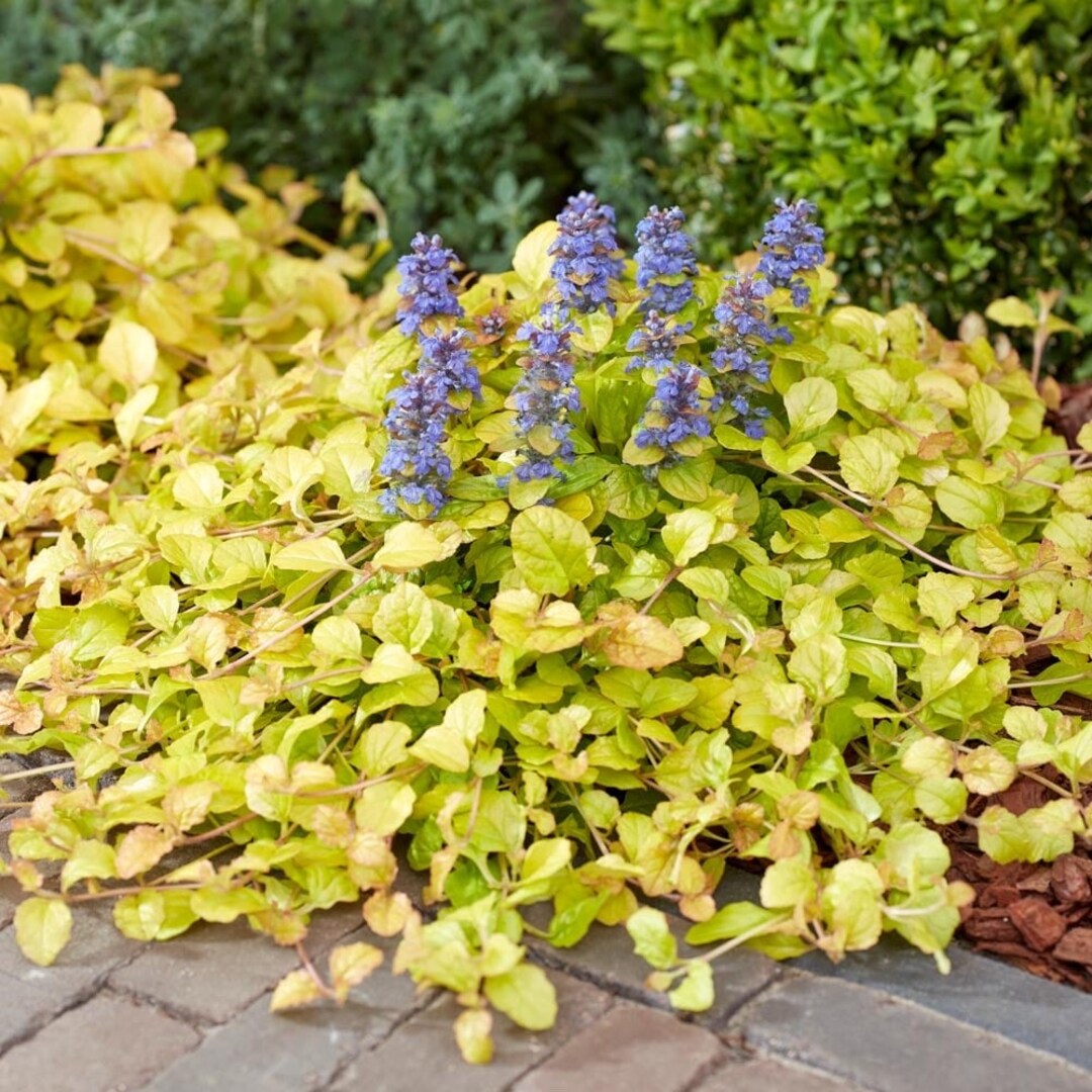 Ajuga Feathered Friends parrot Paradise Yellow Bugleweed Evergreen ...