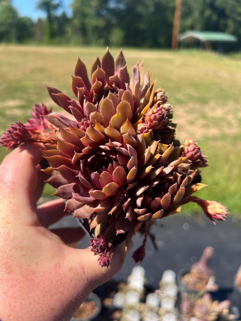 Sempervivum 'royal Ruby' | Ruby Red Hens and Chicks Succulent - Etsy