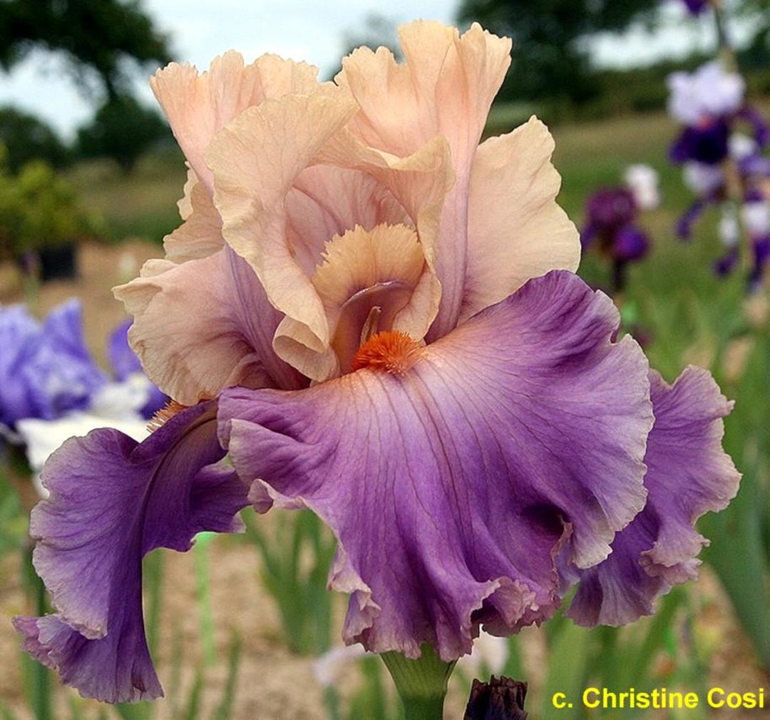 Iris 'discovered Treasure' | Bearded Iris | Reblooming | 1 Bareroot ...
