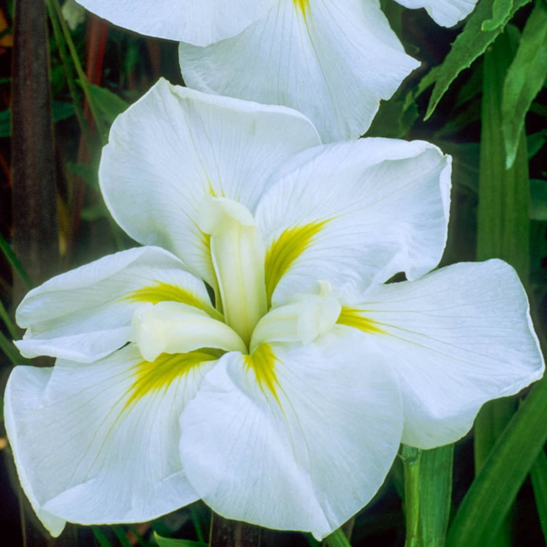 PRE-ORDER Spring Bulbs Iris Ensata 'anytus' White Japanese Water Iris ...