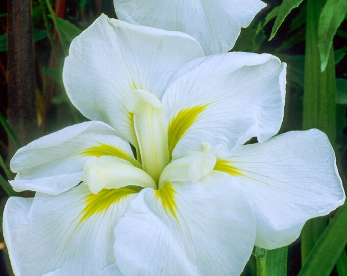 Bearded Iris 'let Evening Come' Bulb (rhizome) Silvery-gray W/ Yellow ...