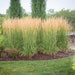Karl Forester Reed Grass, Calamagrostis 6 Pot 1 Gallon, Fully Rooted ...