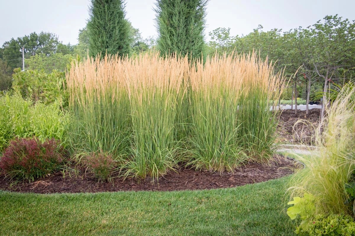 Karl Forester Reed Grass, Calamagrostis 6 Pot 1 Gallon, Fully Rooted ...