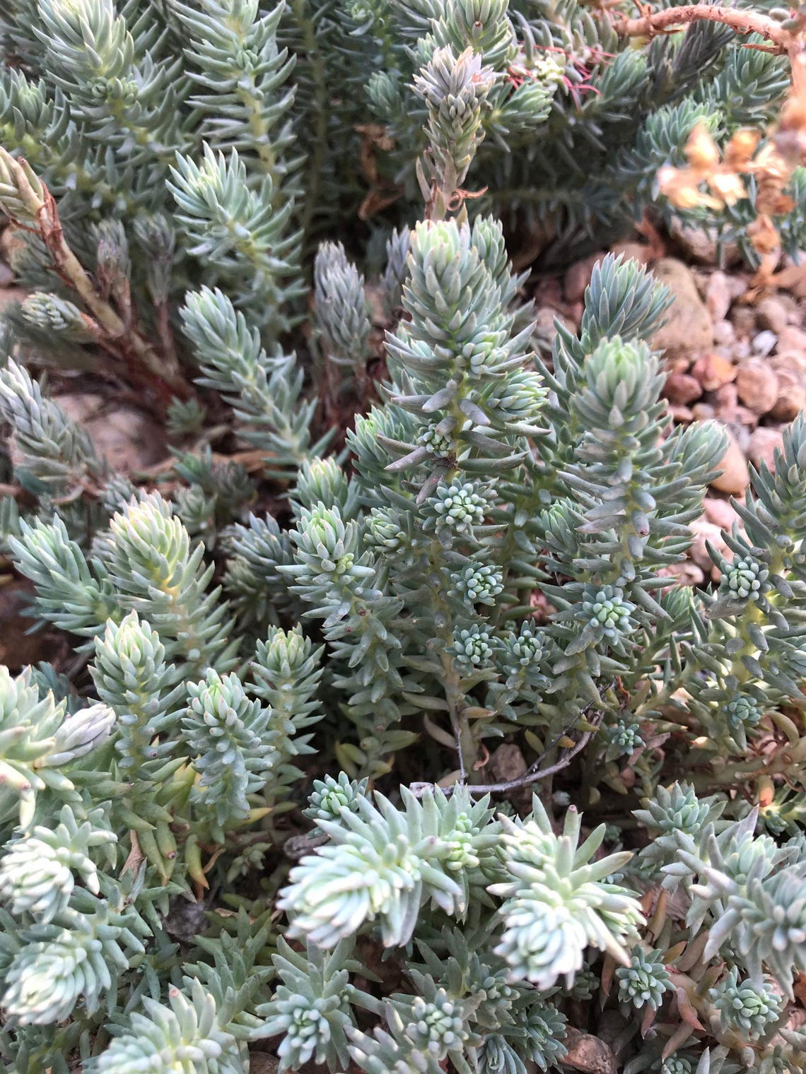 Sedum Reflexum 'blue Spruce' | Blue Stonecrop Succulent, Evergreen - Etsy