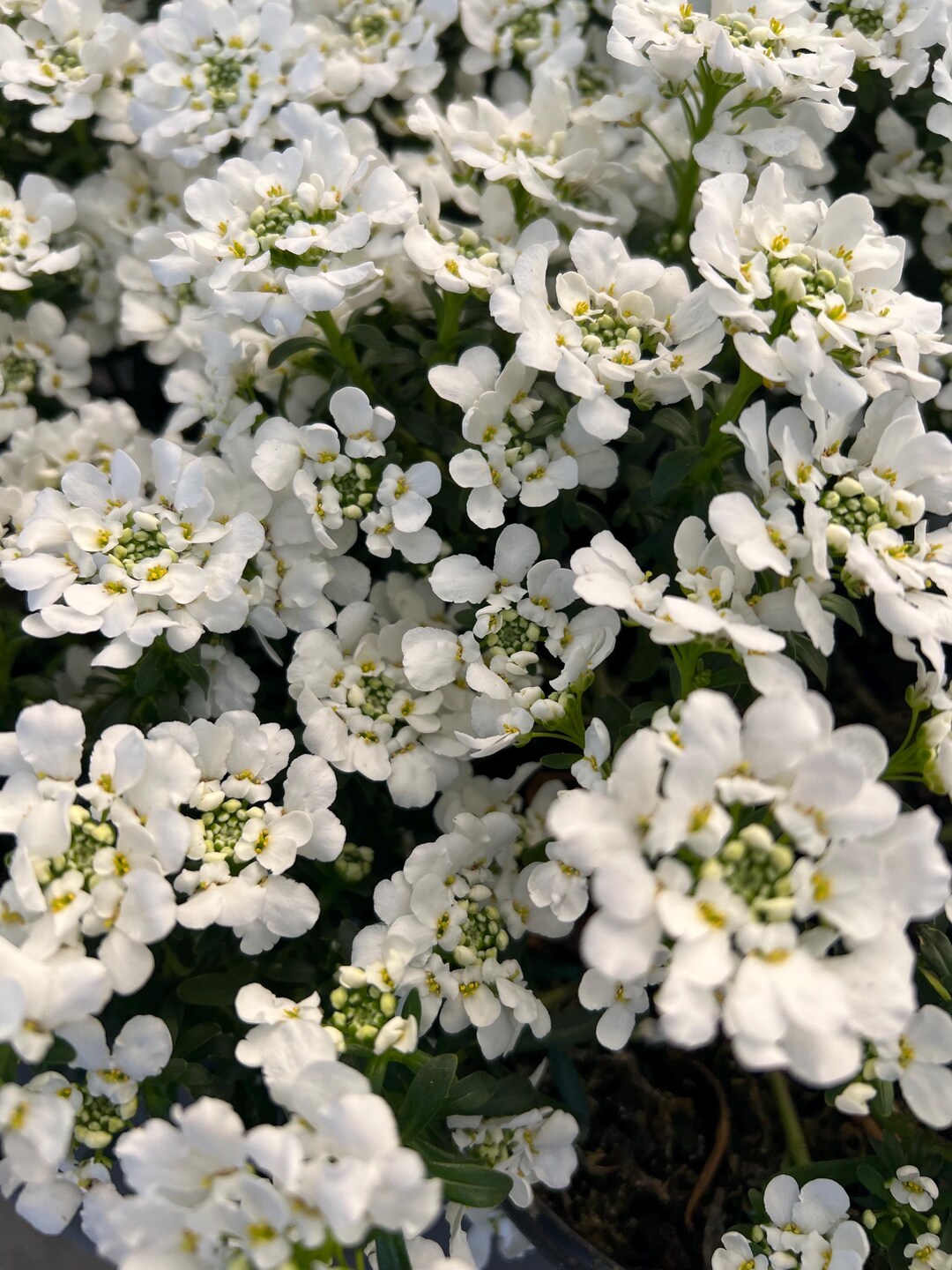 Iberis Sempervirens | White Candytuft, Evergreen Groundcover - Etsy