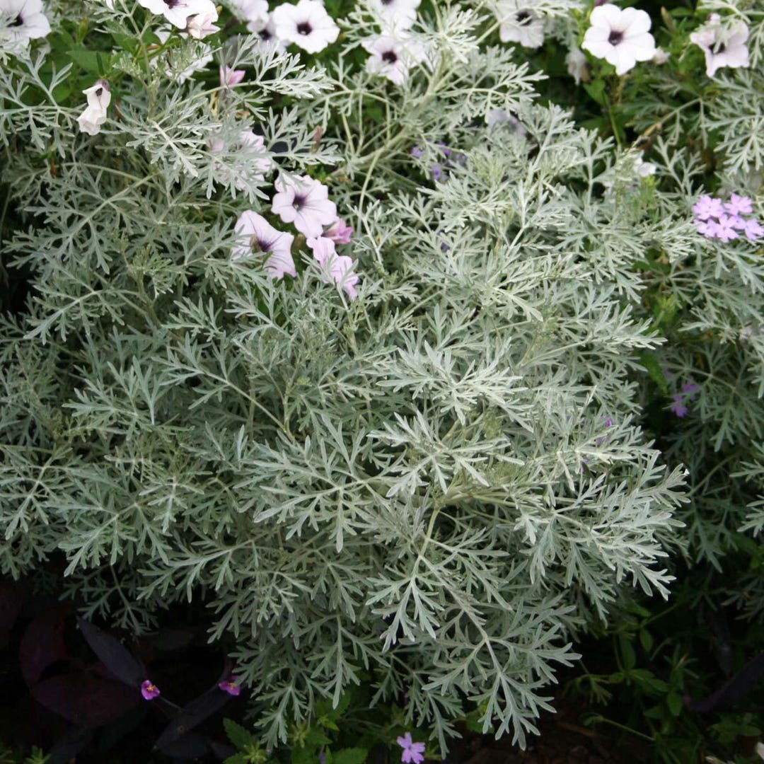 Artemisia St. ‘silver Mound’ | Wormwood | Ghost Plant | Evergreen ...