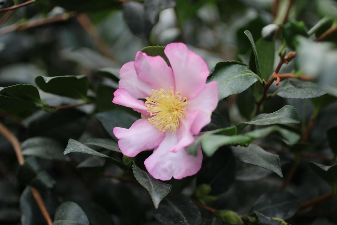 Camellia Sasanqua 'cleopatra' | Winter Blooming Evergreen Shrub, 1 ...