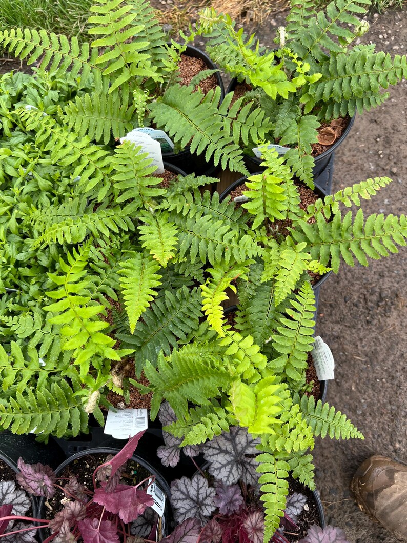 Polystichum Munitum | Western Sword Fern, Evergreen - Pacific Northwest ...