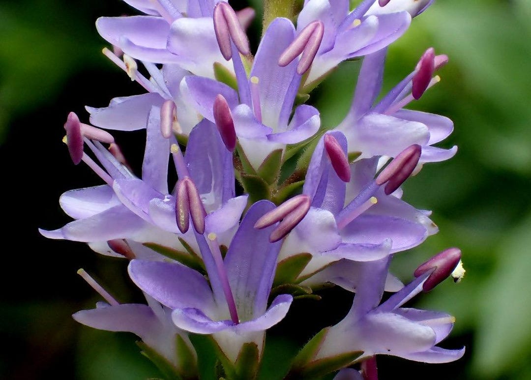 Hebe 'blue Mist' | Summer-blooming Evergreen Shrub | USDA Zones 7–10 - Etsy
