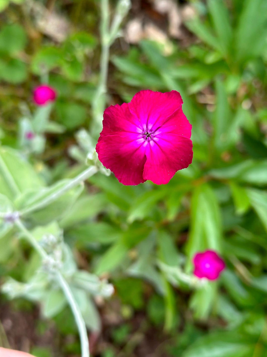 Campion Flower, Rose Color, Lychnis Coronaria, Silene Coronaria, Old ...
