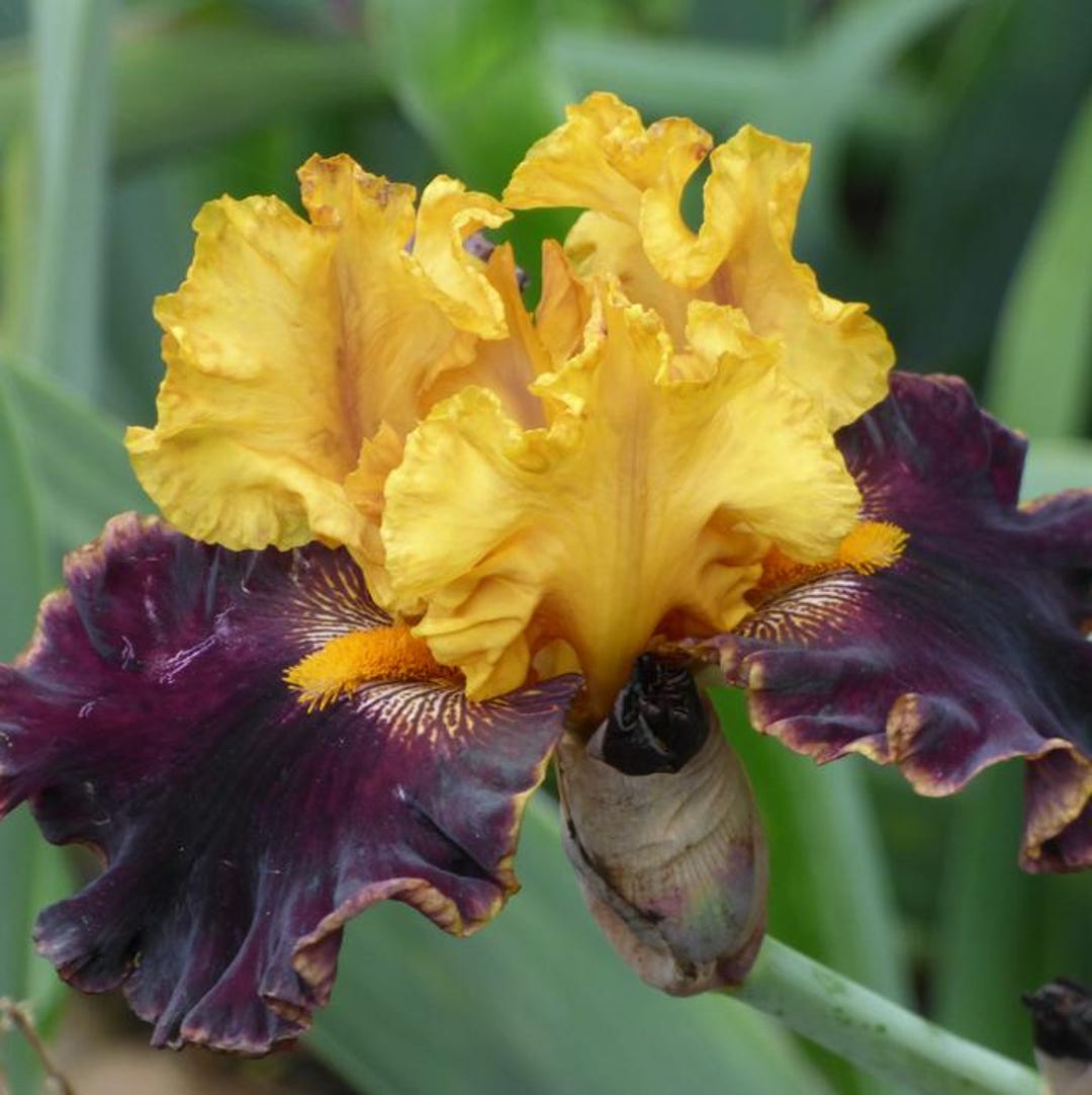 Iris 'sun Devil' | Burgundy and Dusky Yellow Bearded Iris | Reblooming ...