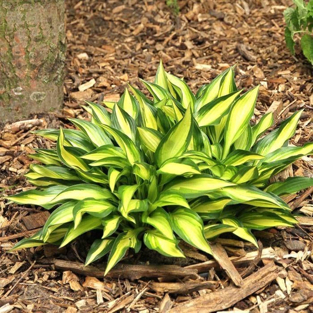 Hosta 'lakeside Little Tuft' | Miniature Variegated Plantain Lily - Etsy