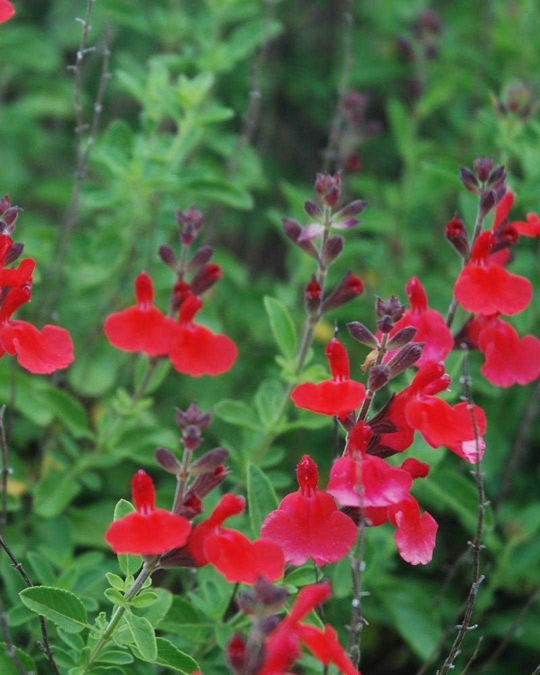 Salvia Greggii Red, Radio Red Sage or Artic Red Sage, 4.5 and 1 Gallon ...
