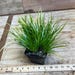 Acorus Gramineus 'minimus Aureus' | Dwarf Golden Sweet Flag, Evergreen ...