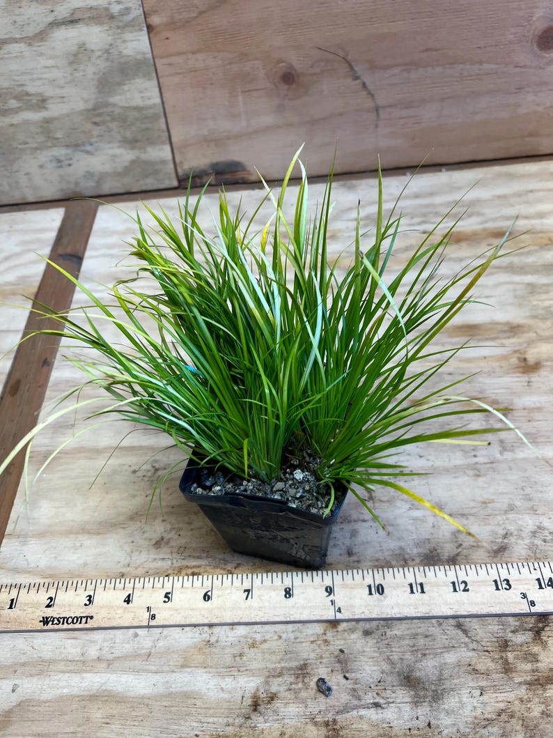 Acorus Gramineus 'minimus Aureus' | Dwarf Golden Sweet Flag, Evergreen ...