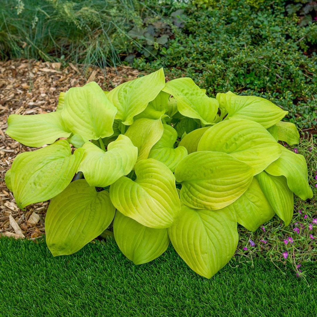 Hosta Seasons in the Sun, Large Yellow Hosta 1 Bareroot - Etsy