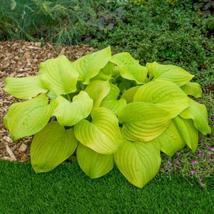 Hosta Seasons in the Sun, Large Yellow Hosta 1 Bareroot - Etsy
