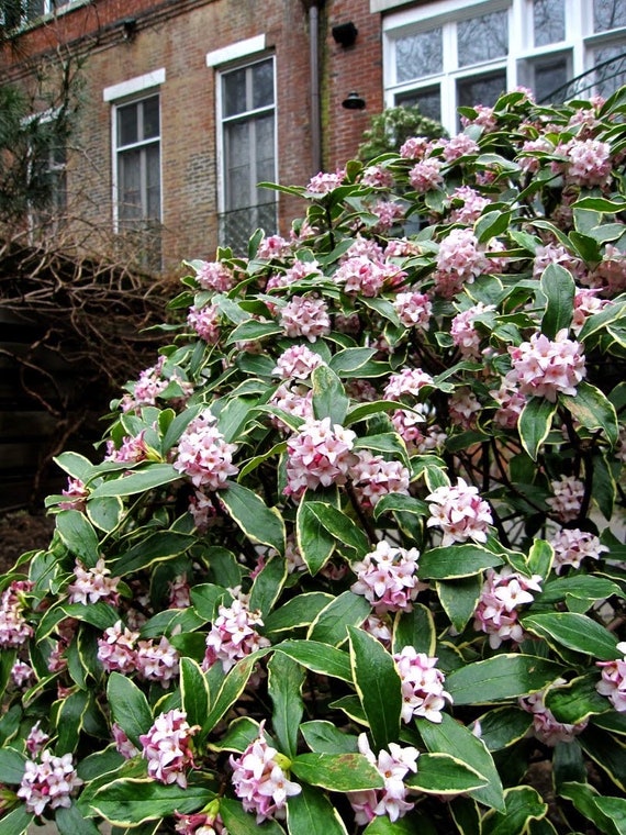 Daphne Odora marginata Variegated Winter Daphne Highly Fragrant Evergreen Shrub 1 gallon Pot Winter Blooming Etsy