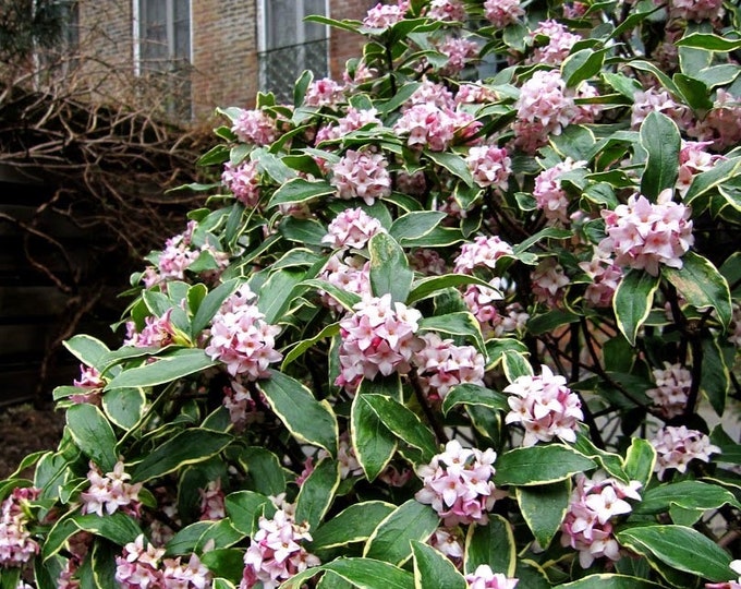 Daphne Odora ‘marginata’ | Variegated Winter Daphne | Highly Fragrant ...