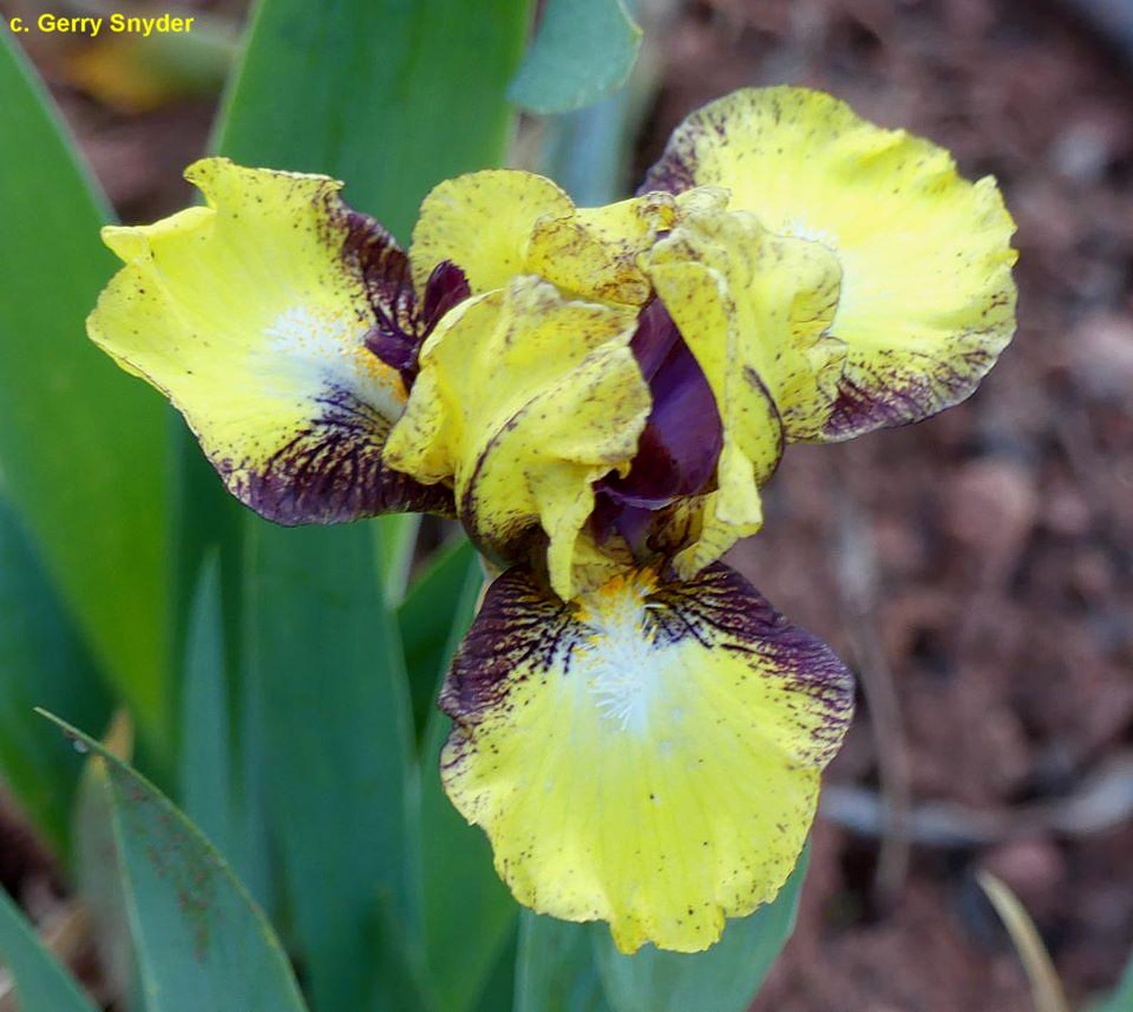Iris 'darn Cute' | Dwarf Bearded Iris - Etsy