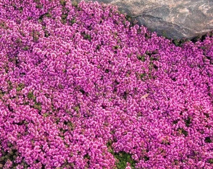 Thymus Praecox ‘coccineus’ | Red Creeping Thyme | Fragrant Groundcover ...