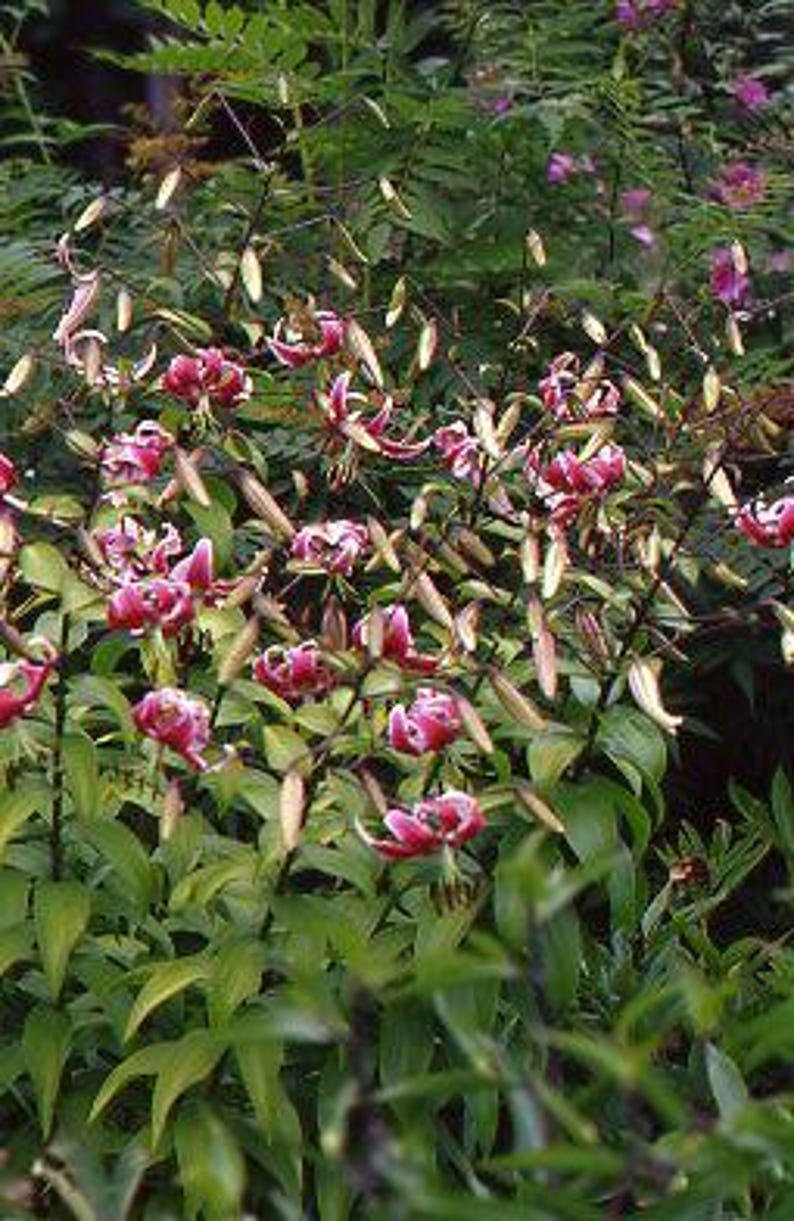 Lilium Speciosum 'rubrum' | Japanese Show Lily | Perennial Bulb | Large ...