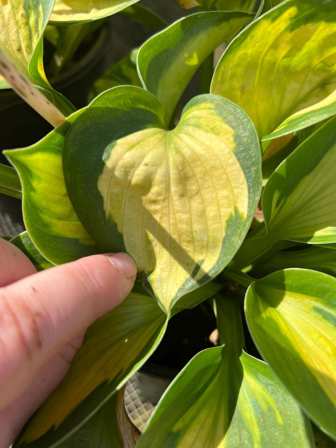Hosta 'sunset Grooves' | Plantain Lily | Flowering Shade Perennial ...