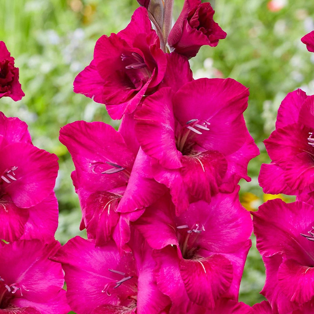 Gladiolus 'natan' | Sword Lily, Tall Cut Flowers - Spring Bulbs - Etsy