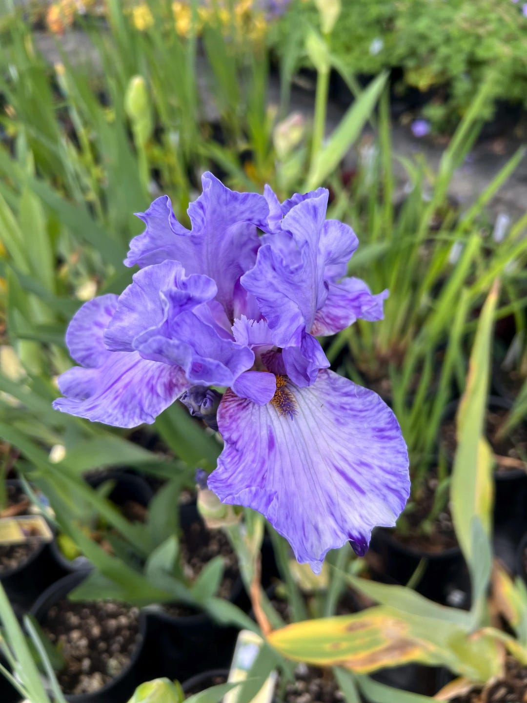 Iris 'elainealope' | Bearded Iris | Reblooming Perennial | 1 Bareroot ...