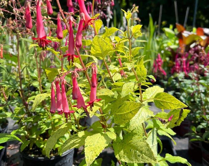 Phygelius 'lemon Spritzer' | Variegated Cape Fuchsia | Long-blooming ...