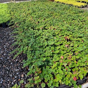 Rubus Calycinoides | Evergreen Creeping Raspberry | Formoran Carpet ...