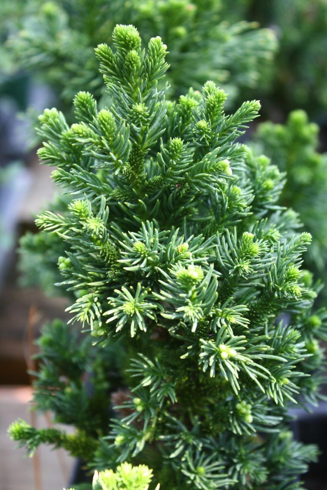 Cryptomeria Japonica 'black Dragon' | Japanese Cedar, Evergreen Conifer ...