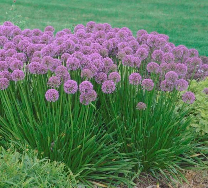 Allium 'millenium' | Perennial Ornamental Onion, Multiple Size Options ...
