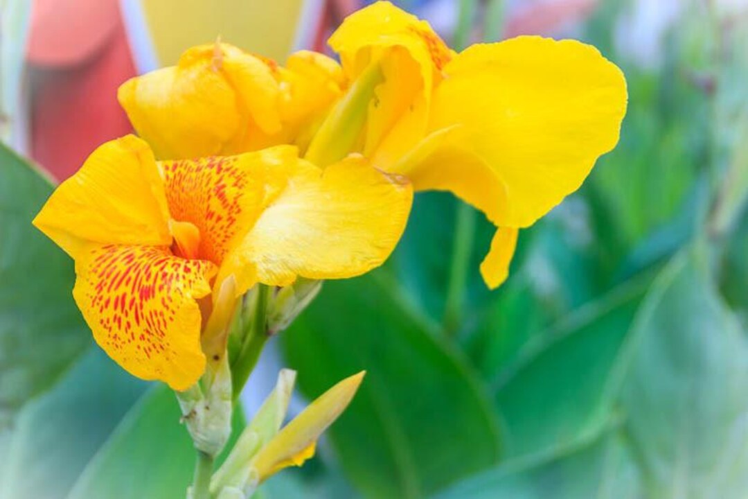 Canna 'golden Lucifer' | Dwarf Canna Lily - Etsy