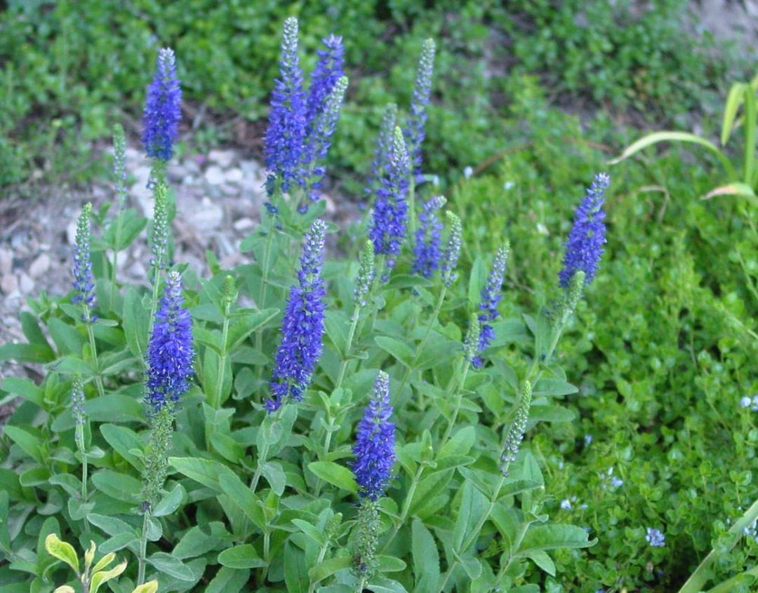 NEW Veronica Spicata ‘blue Carpet’, Blue Speedwell - 4” Pot, Well ...
