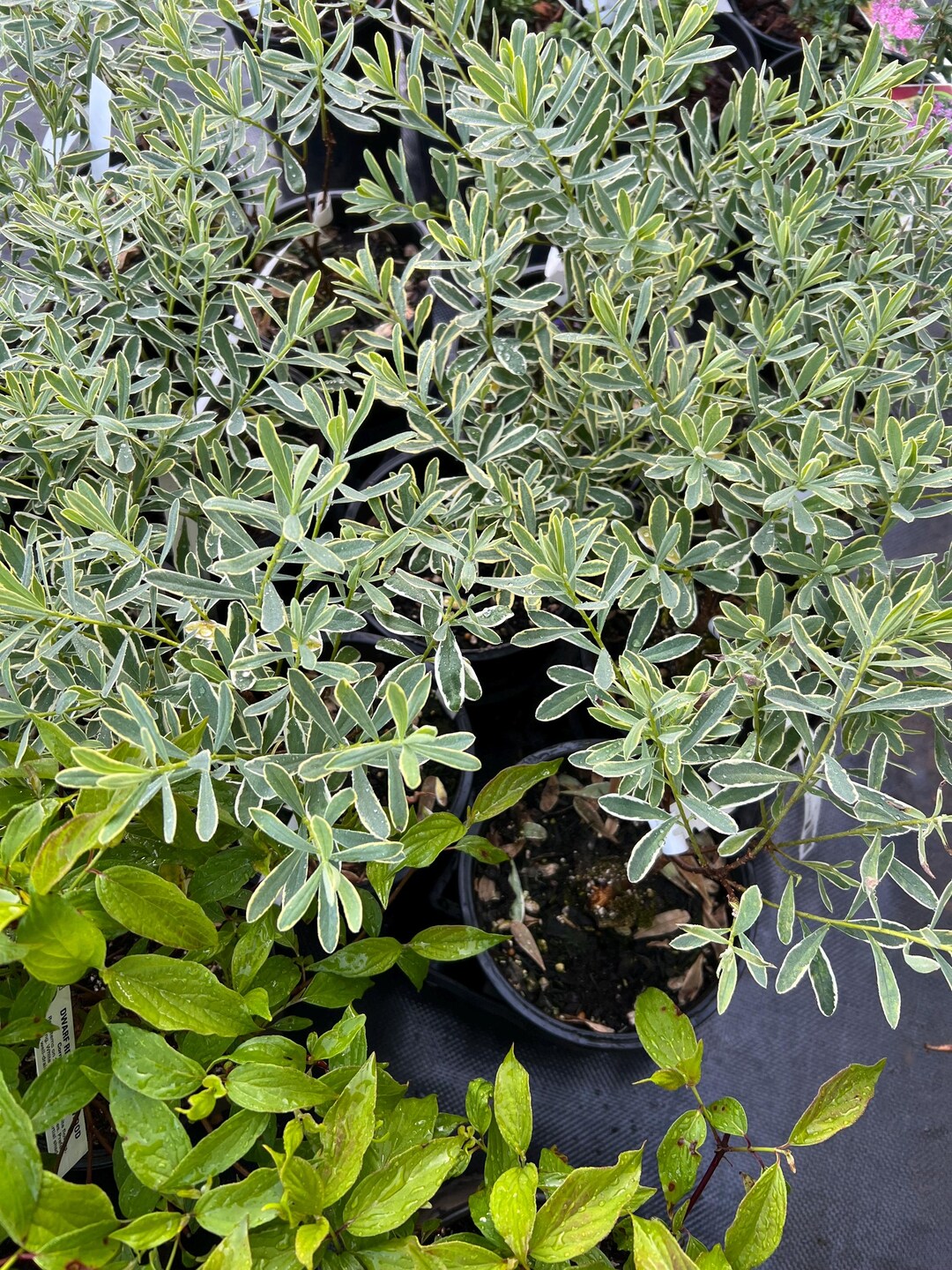 Daphne ‘carol Mackie’ | Variegated Daphne | 1 Gallon Potted Plant - Etsy