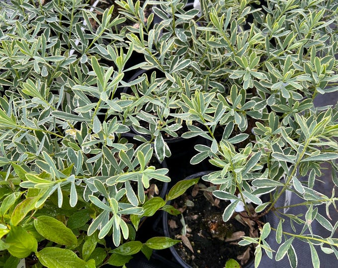 Daphne ‘carol Mackie’ | Variegated Daphne | Fragrant Shrub | Deer ...
