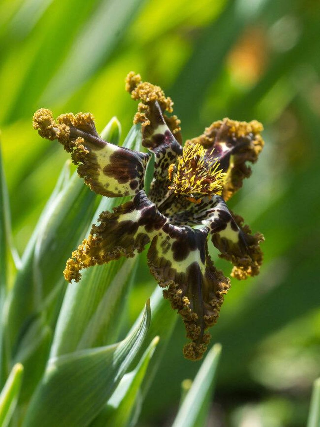 NEW Ferraria Crispa | Starfish Iris | Bold Blooms | Perennial Bulb ...