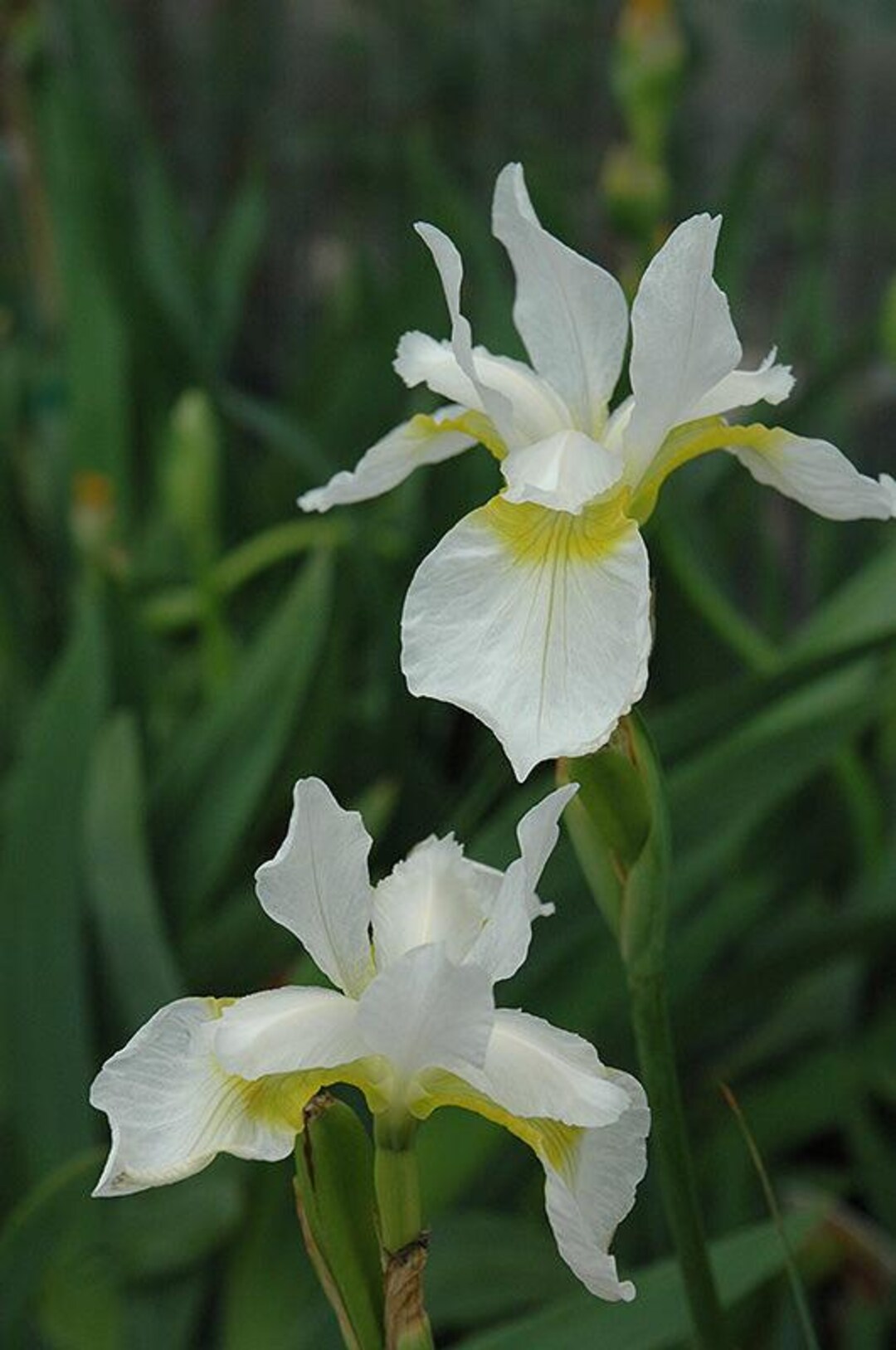 PRE-ORDER Fall Bulbs - Iris Sibirica 'snow Queen' | White Siberian Iris ...