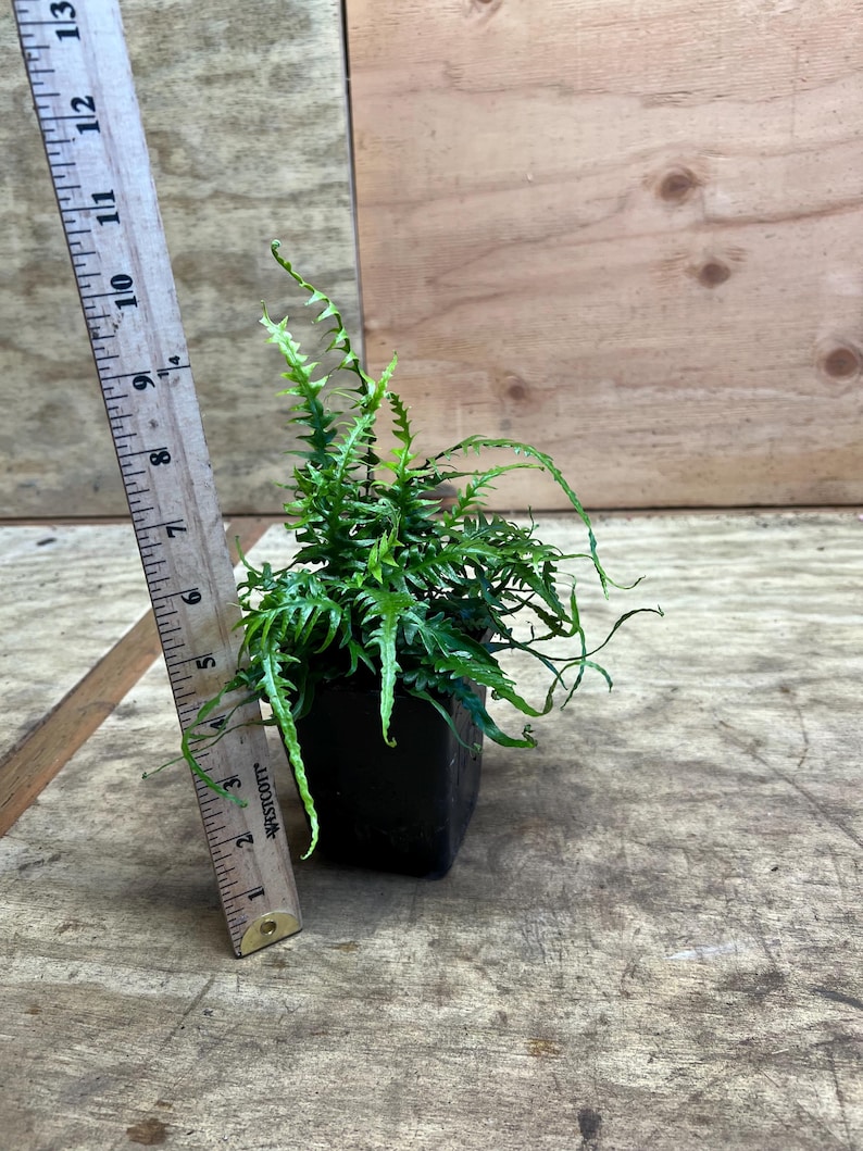 Asplenium Ebenoides | Dragon’s Tail Fern, Unique Hardy Evergreen Fern ...