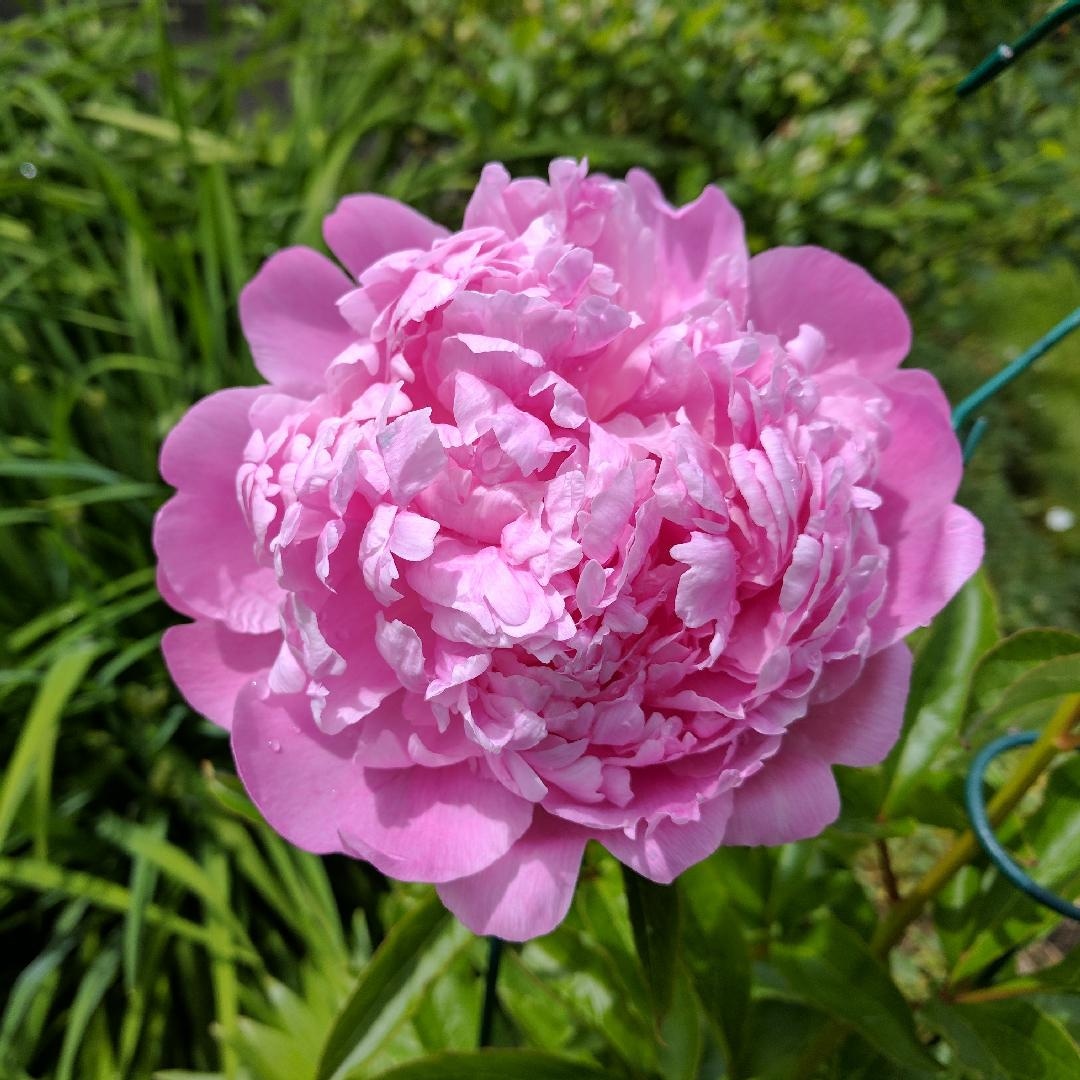 NEW Peony 'monsieur Jules Elie' | Double Pink Peony | Paeonia Hybrid ...