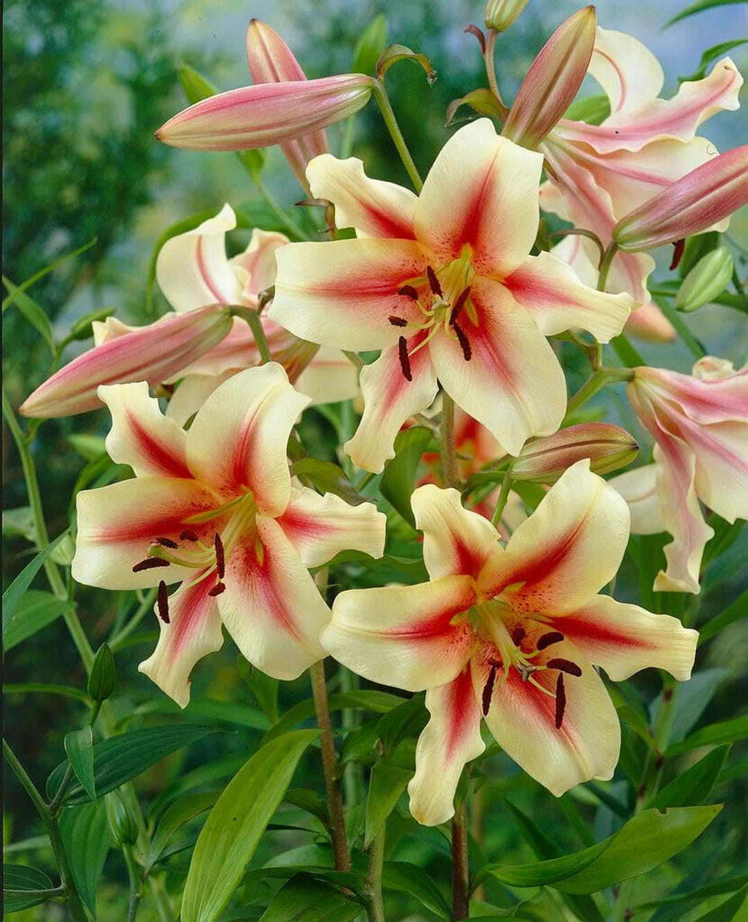 Lilium OT 'lavon' | Giant Orienpet Lily, Late Season Bloomer - Etsy