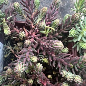 Sedum Purple Frost, Purple Stonecrop Succulent, Cold Hardy Evergreen ...
