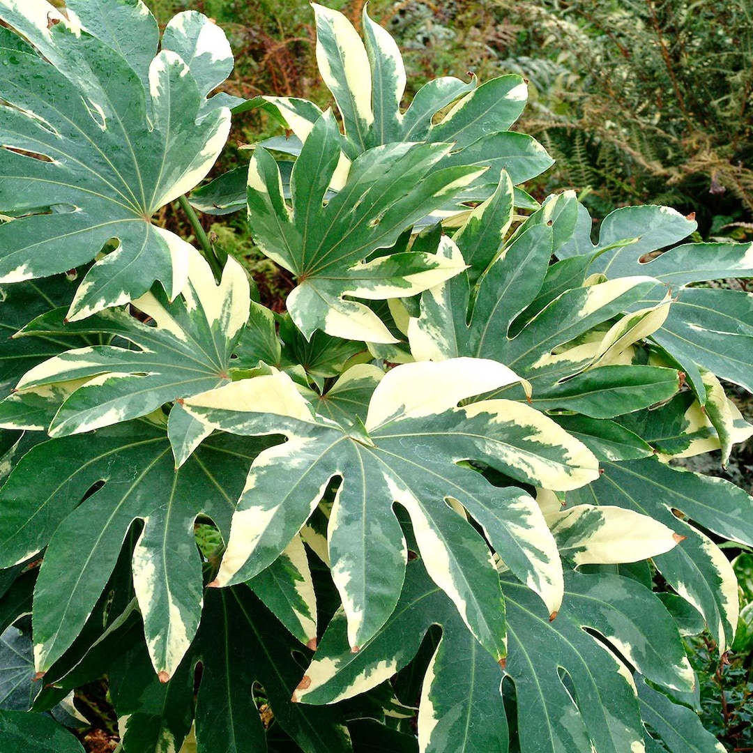 Fatsia Japonica 'variegata' | Variegated Japanese Aralia, Unique Shade ...