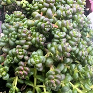 Sedum Divergens, Native Cascade Spreading Stonecrop, Old Man's Bones ...